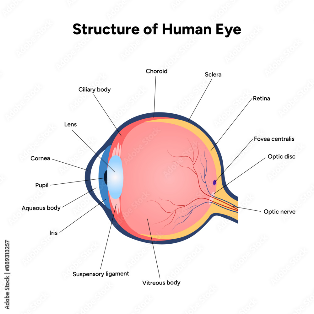 Human eye anatomy medical diagram with eyelid and optic nerve Stock ...