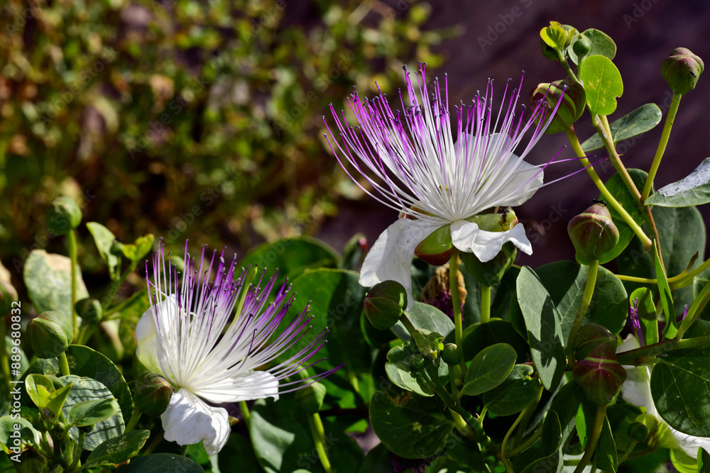 Blüte der Kaper / Echter Kapernstrauch // Flower of the caper / Caper ...