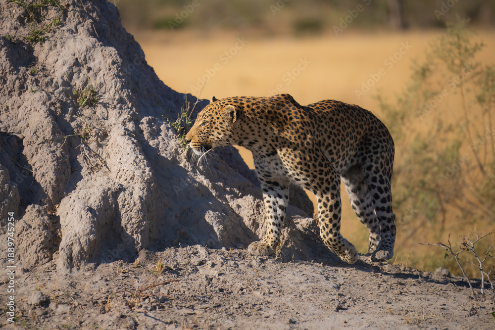 Africa wildlife. Panthera leopard, Panthera pardus, levhart, predator ...