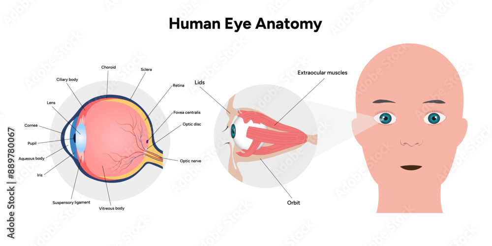 Human Eye Anatomy, medical diagram, Structure of human eye Stock Vector ...