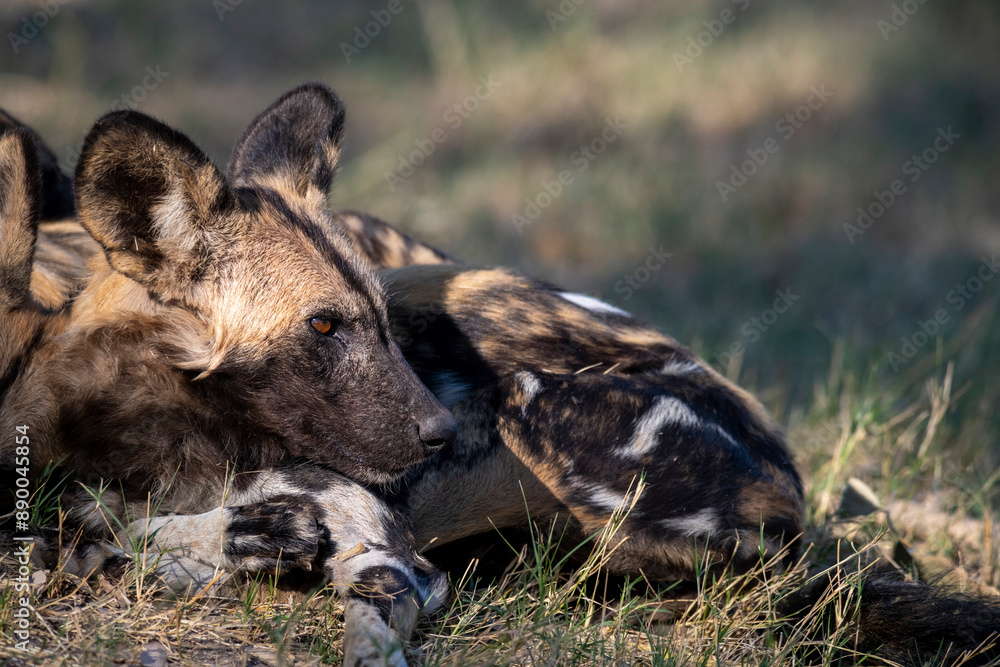 African wild dog, also known as the painted dog or Cape hunting dog, is ...