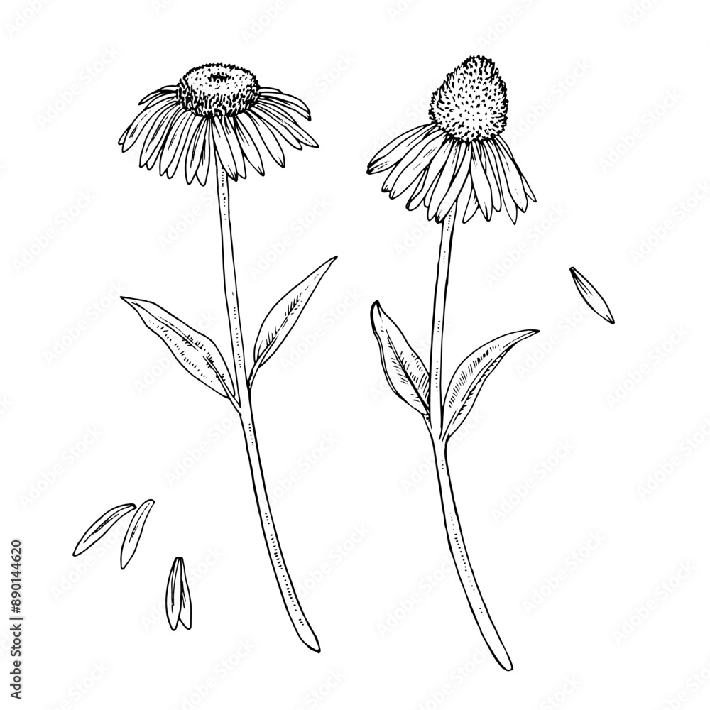 Echinacea Vector outline illustration. Hand drawn graphic clipart of ...