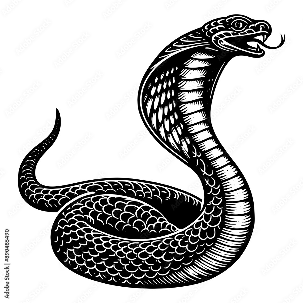 cobra snake in a menacing striking pose, rendered with fine engraving ...