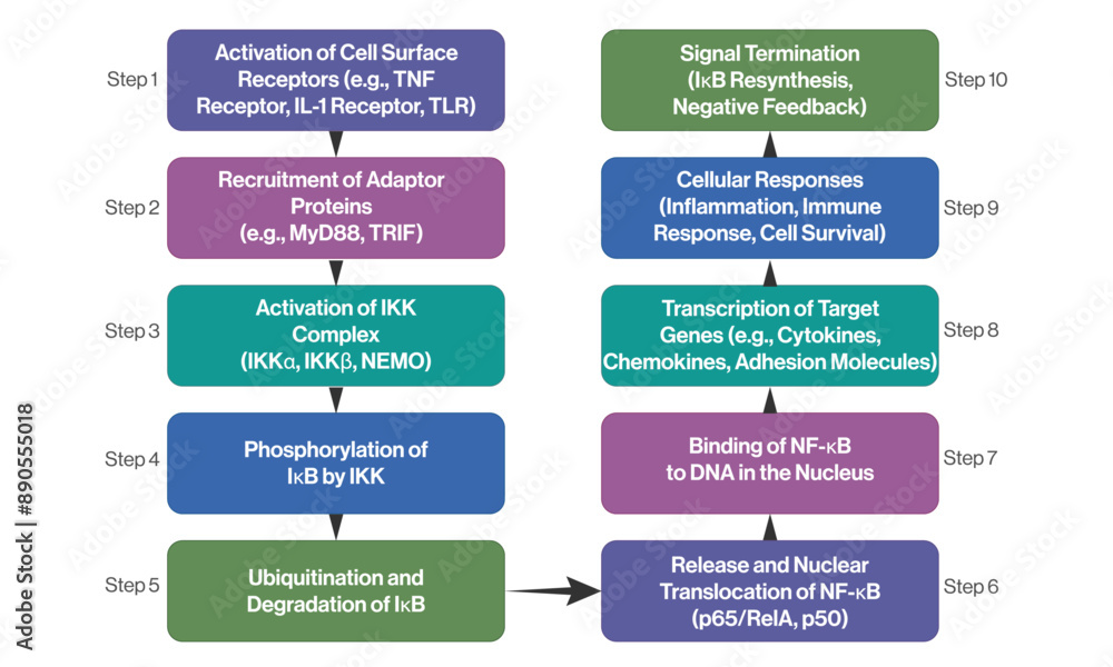 Detailed NF κB Signaling Pathway Flowchart, Science Vector Illustration ...