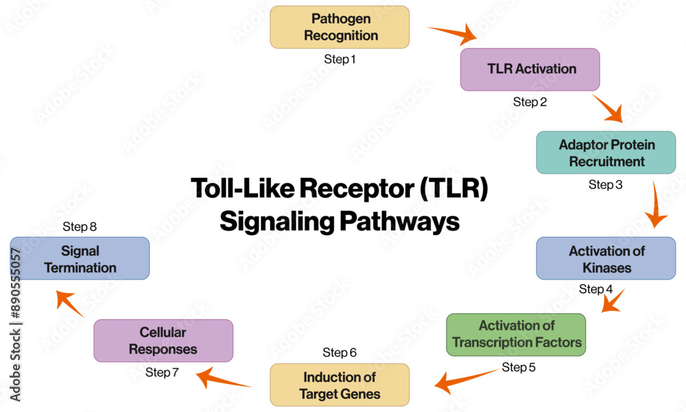 Vector Diagram of Toll Like Receptor Signaling Pathways, Brief ...