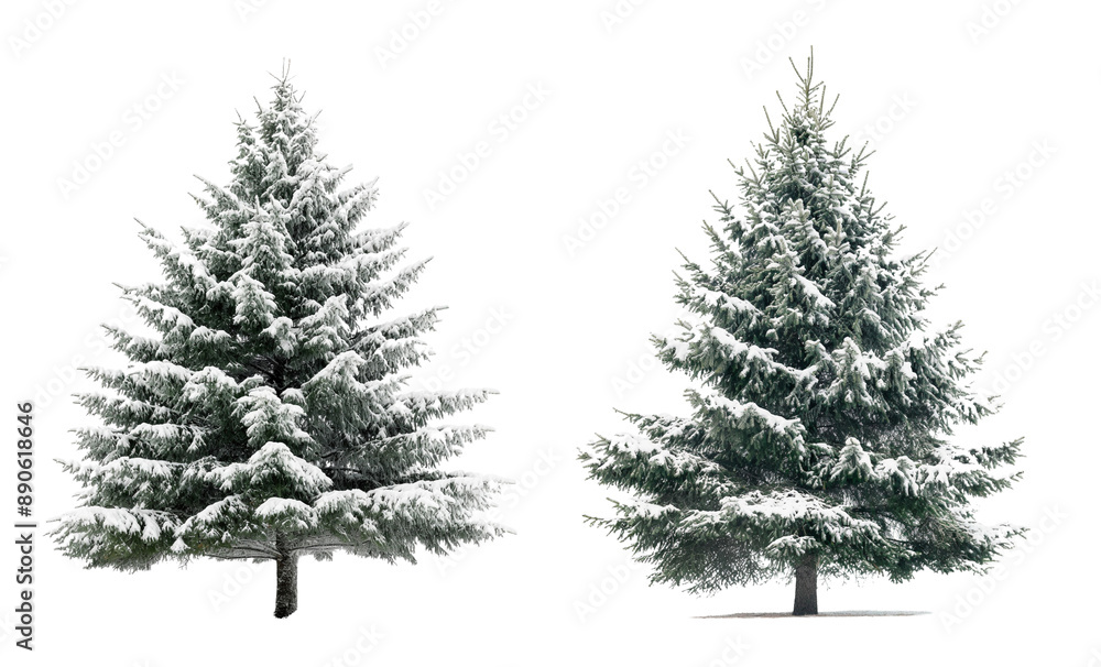 snowing pine tree collection isolated on transparent or white ...