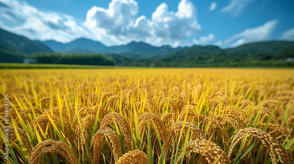 Joyful farmers in Southeast Asia plowing a rice field with traditional ...
