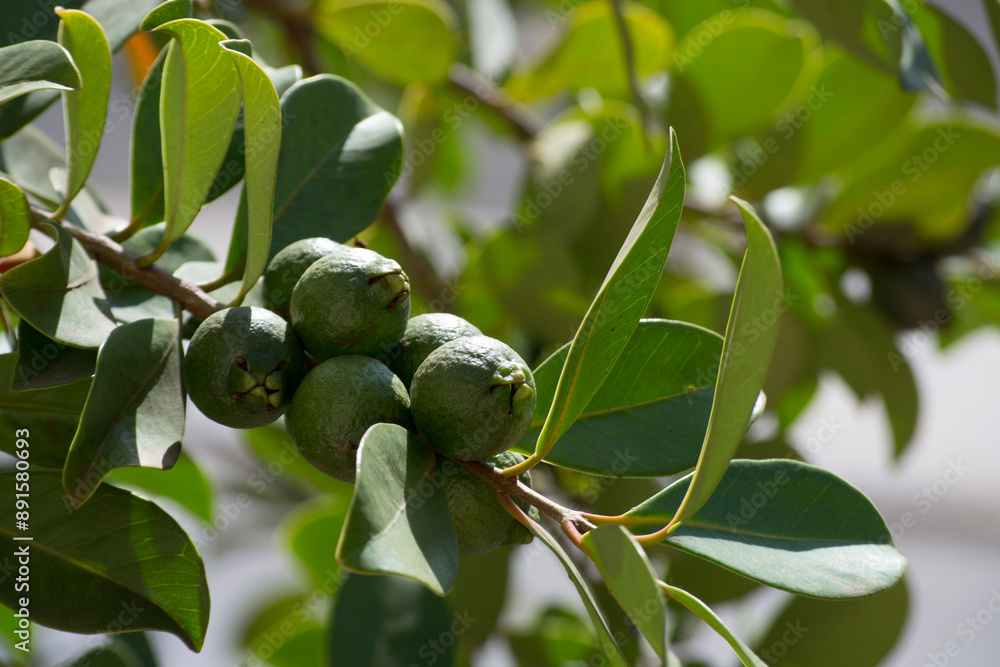 Fruits, leaves and branches of the plant popularly known as Araça do ...