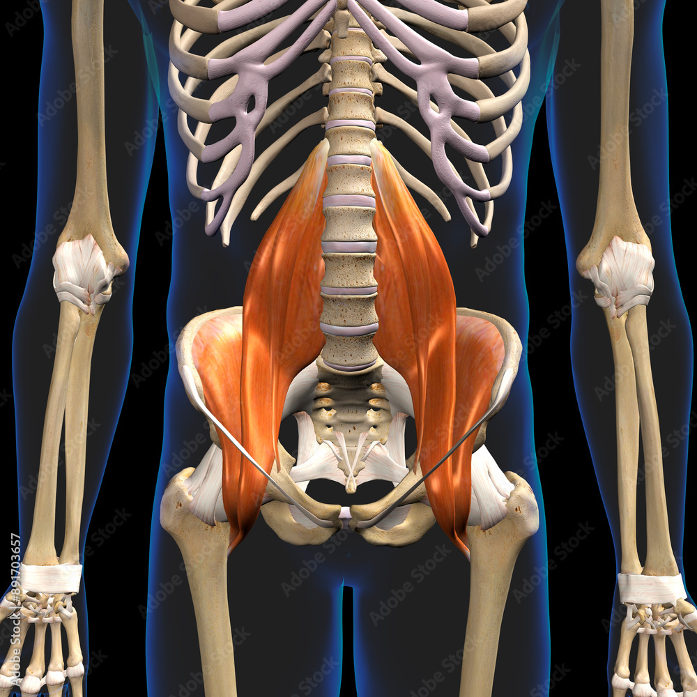 Iliopsoas Muscle Group in Isolation Front View of Pelvis, Hip and ...