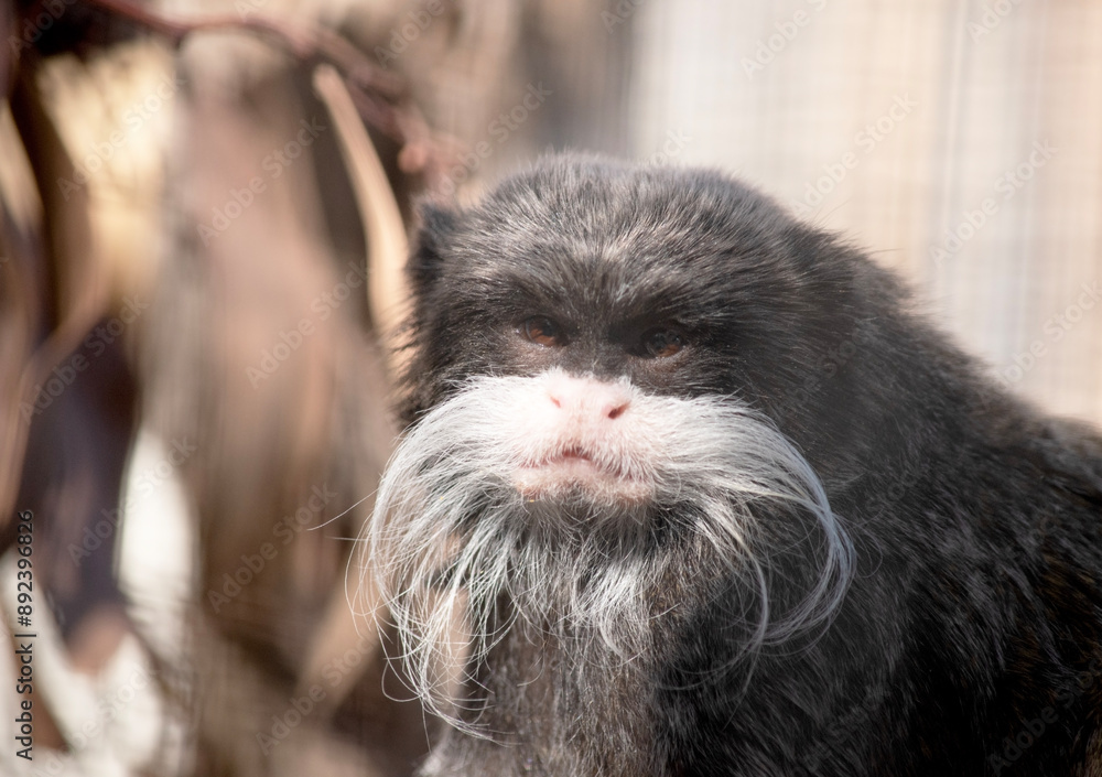 Emperor tamarins are small monkeys with long, white whiskers that sweep ...