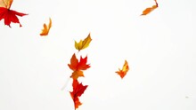 Autumn Maple Leaves Art Poster Free Stock Photo - Public Domain Pictures