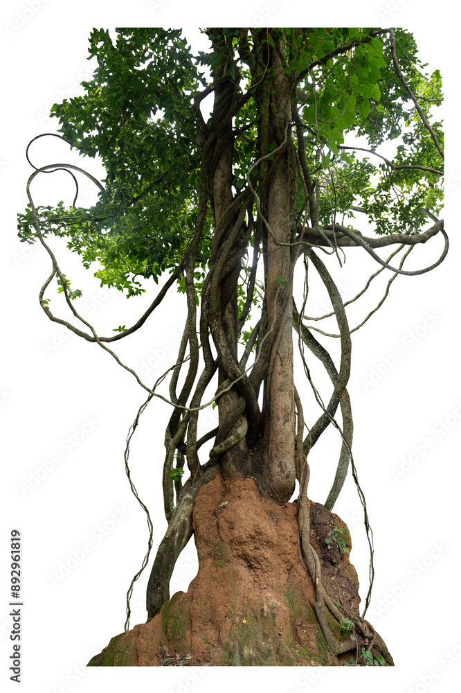 The trunk of the tree was covered with twisted vines on a large termite ...