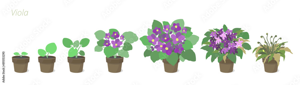 Violet Growth Stages Vector Illustration. Caring for house plants ...