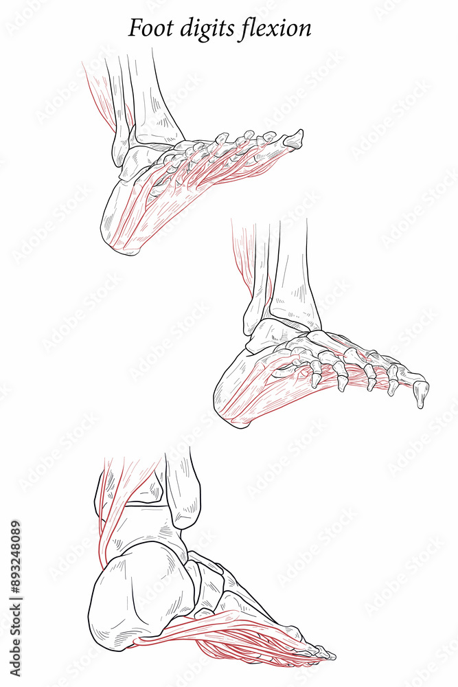 ภาพประกอบ Stock Medical illustration of Foot digits flexion muscles ...