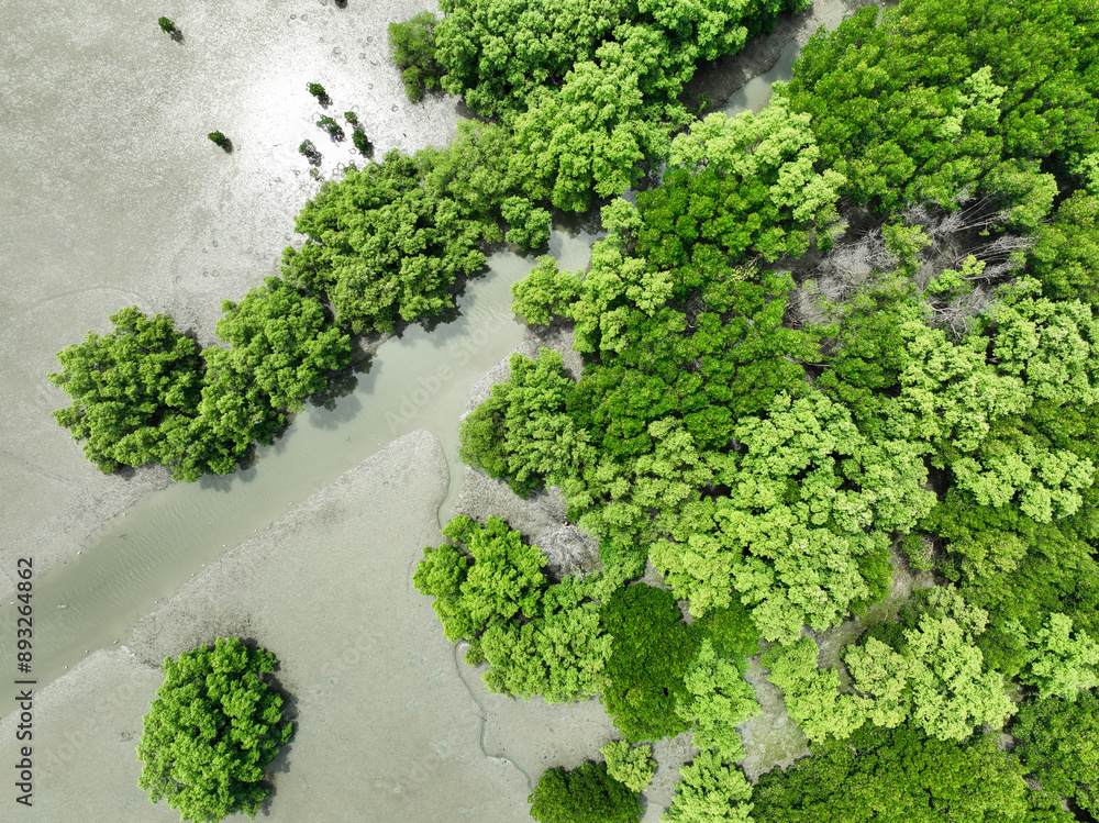 Aerial top view of green mangrove forest. Mangrove ecosystem. Natural ...