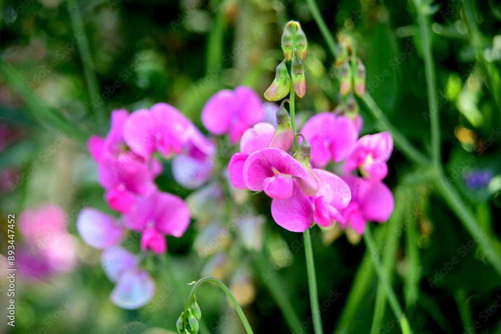 Bright pink sweet pea, Lathyrus sp., flowers. Lathyrus tuberosus grows ...