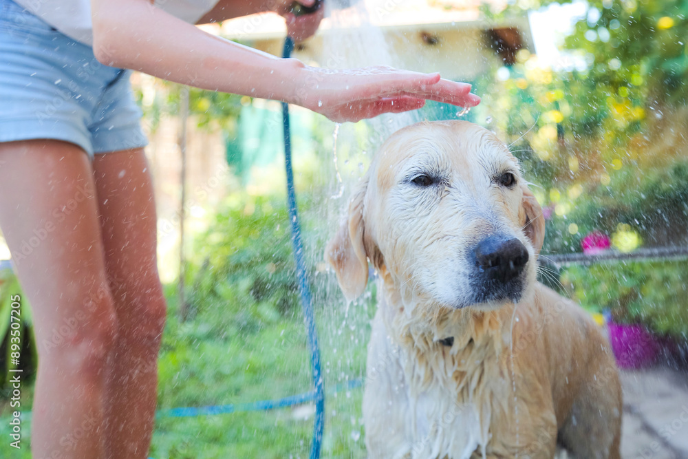 Girl wash dog in summer garden with water hose and sprinkler. Heat ...