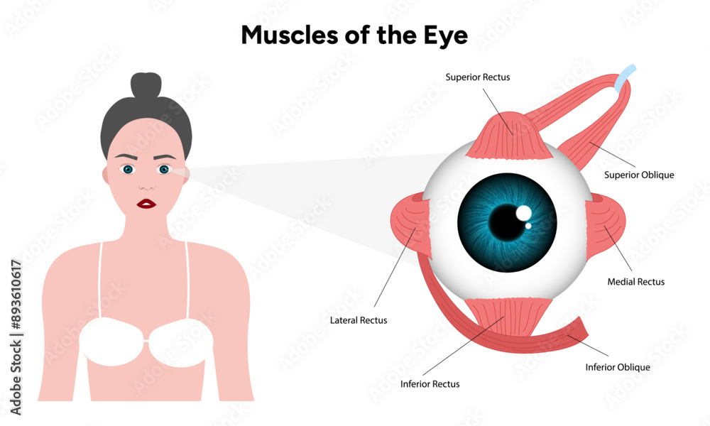 Muscles of the eye diagram medical infographic with human Stock Vector ...