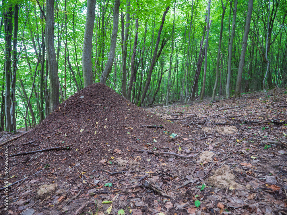 During their lifetime, ants actually build a giant kingdom. The ...