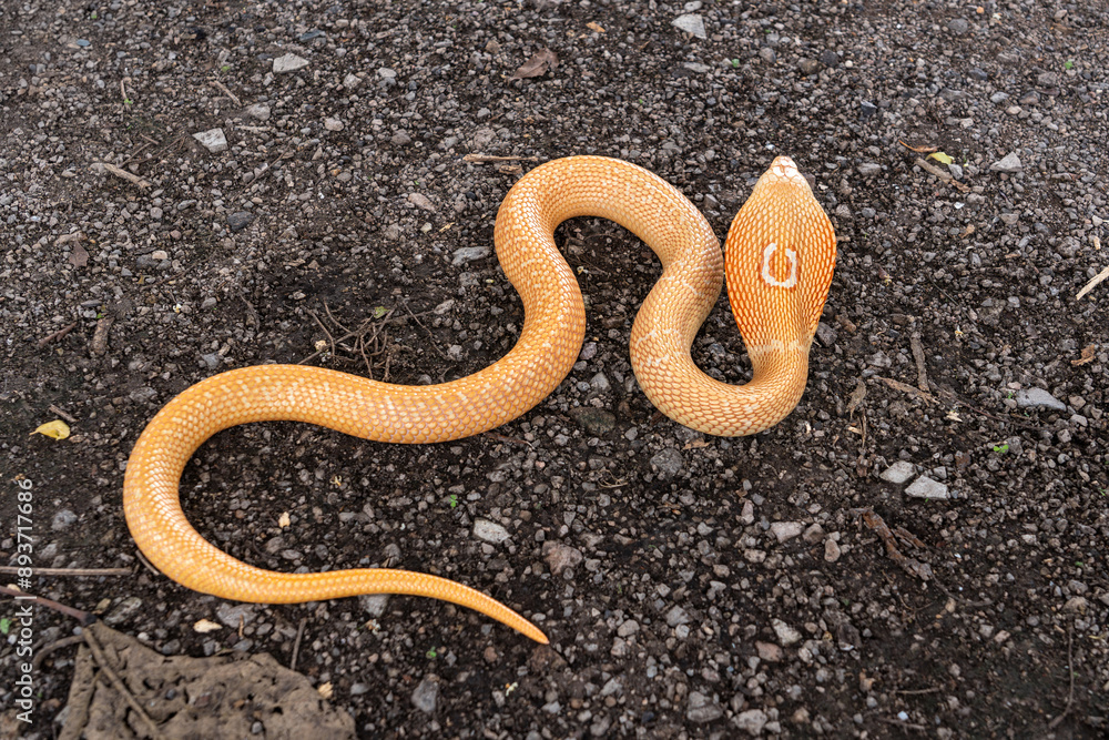 Back of Albino Monocled Cobra - Naja kaouthia raised its hood on the ...