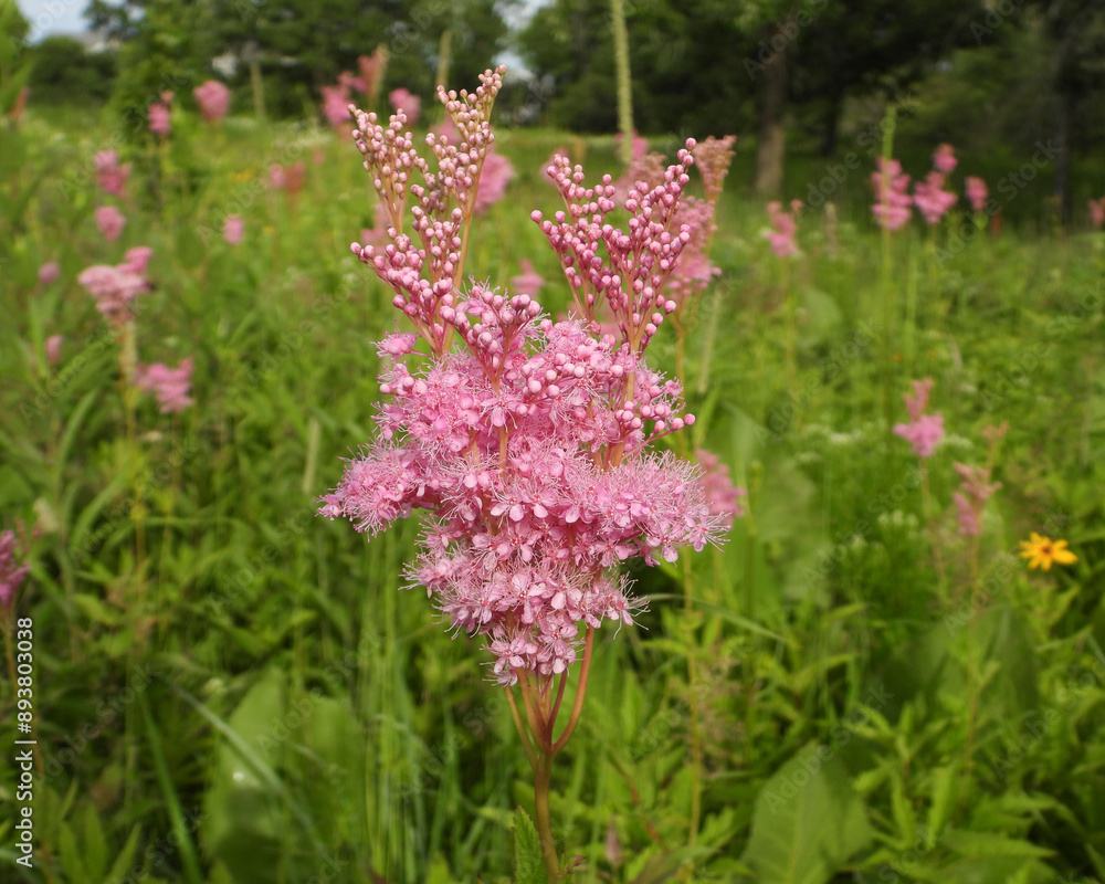 Filipendula rubra - Queen of the Prairie - Native North American ...