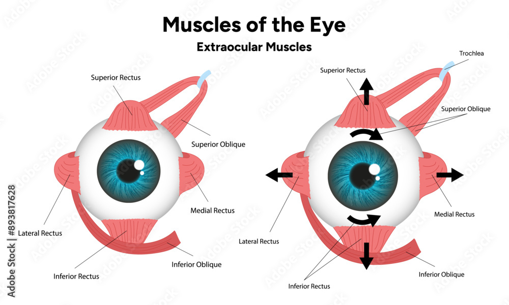 Muscles of the eye diagram medical infographic Stock Vector | Adobe Stock