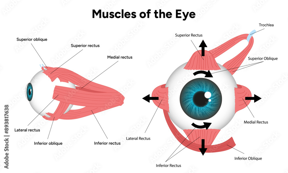 Muscles of the eye diagram medical infographic Stock Vector | Adobe Stock