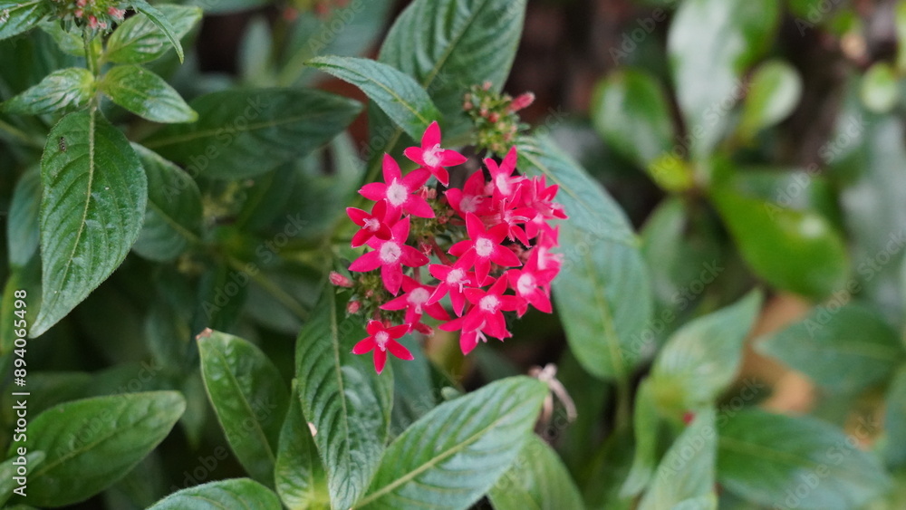 Pentas lanceolata, commonly known as the Egyptian star cluster or ...
