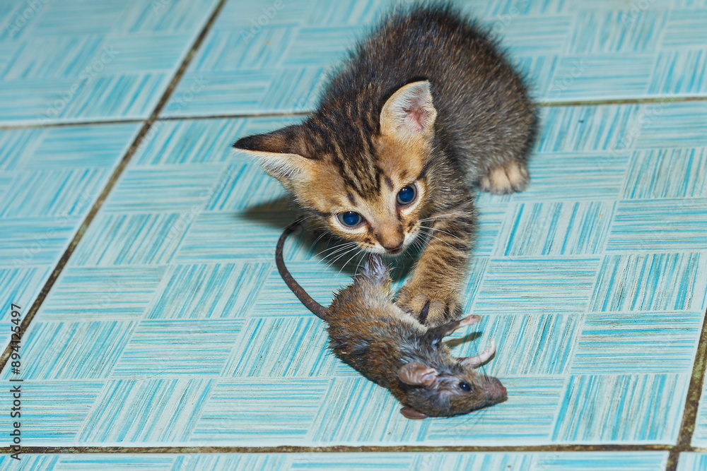 Cats eat fish and mice,Food for their favorite food,blur,Soft focus ...
