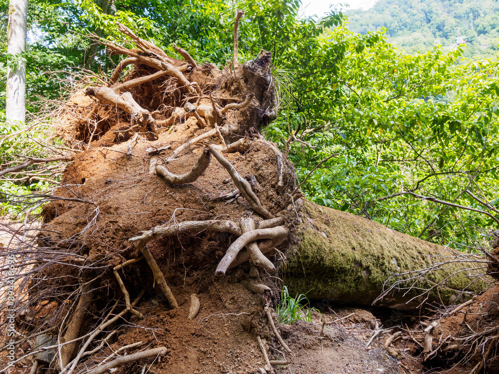 Fallen broken tree in the forest with exposed roots. Nature and ...