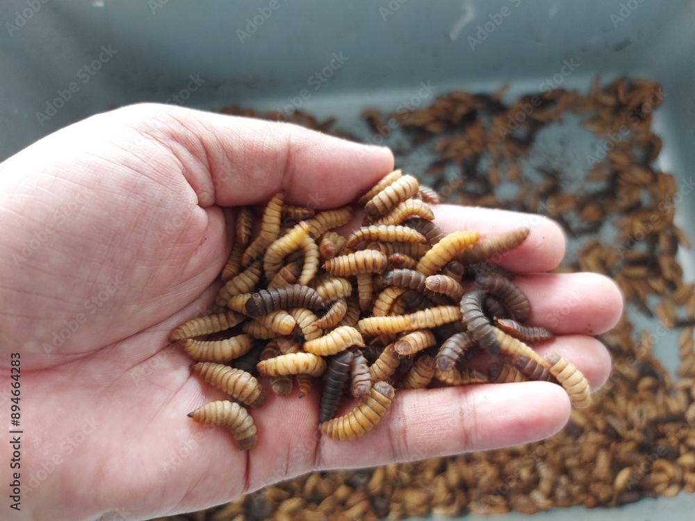 ภาพถ่าย Stock BSF maggots on hand. Maggots are larvae of black soldier ...