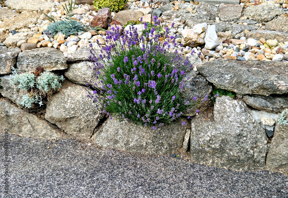 terraces with stairs in a sloping park. stone retaining walls with ...