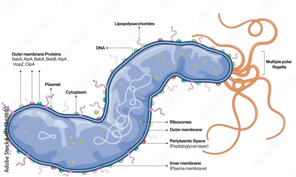 Detailed and Labeled Vector Illustration of Helicobacter Pylori Structure on White Background ...