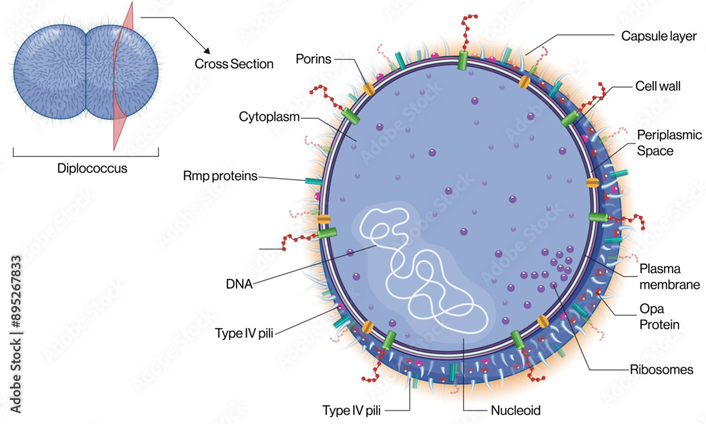 Detailed and Labeled Vector Illustration of Neisseria Gonorrhoeae ...