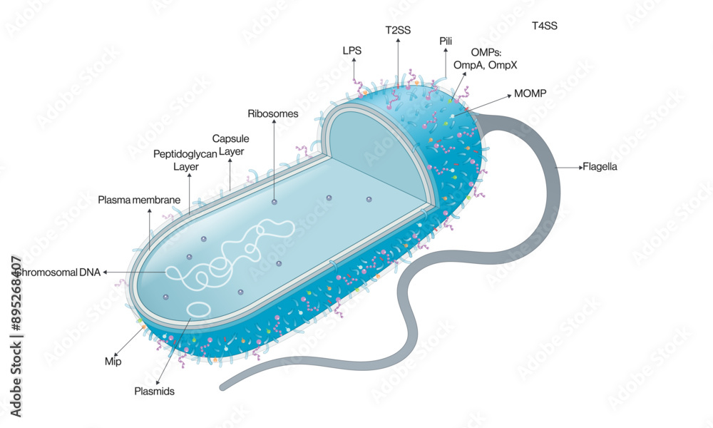Detailed and Labeled Vector Illustration of Legionella Pneumophila ...