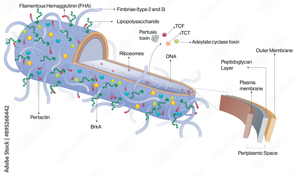 Detailed and Labeled Vector Illustration of Bordetella Pertussis ...