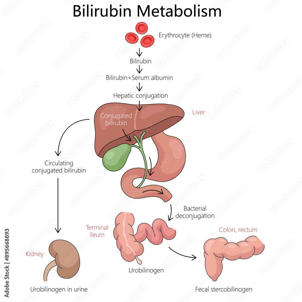 bilirubin metabolism, including erythrocyte breakdown, hepatic ...