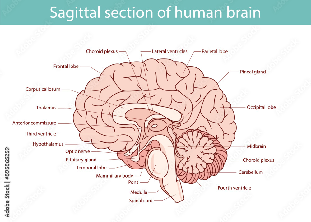 Vector diagram of the internal anatomy of the human brain. Sagittal incision of the brain ...