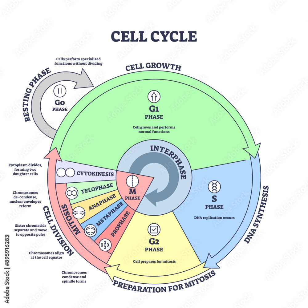 Stock-Vektorgrafik „Cell cycle, growth, mitosis, synthesis and division ...