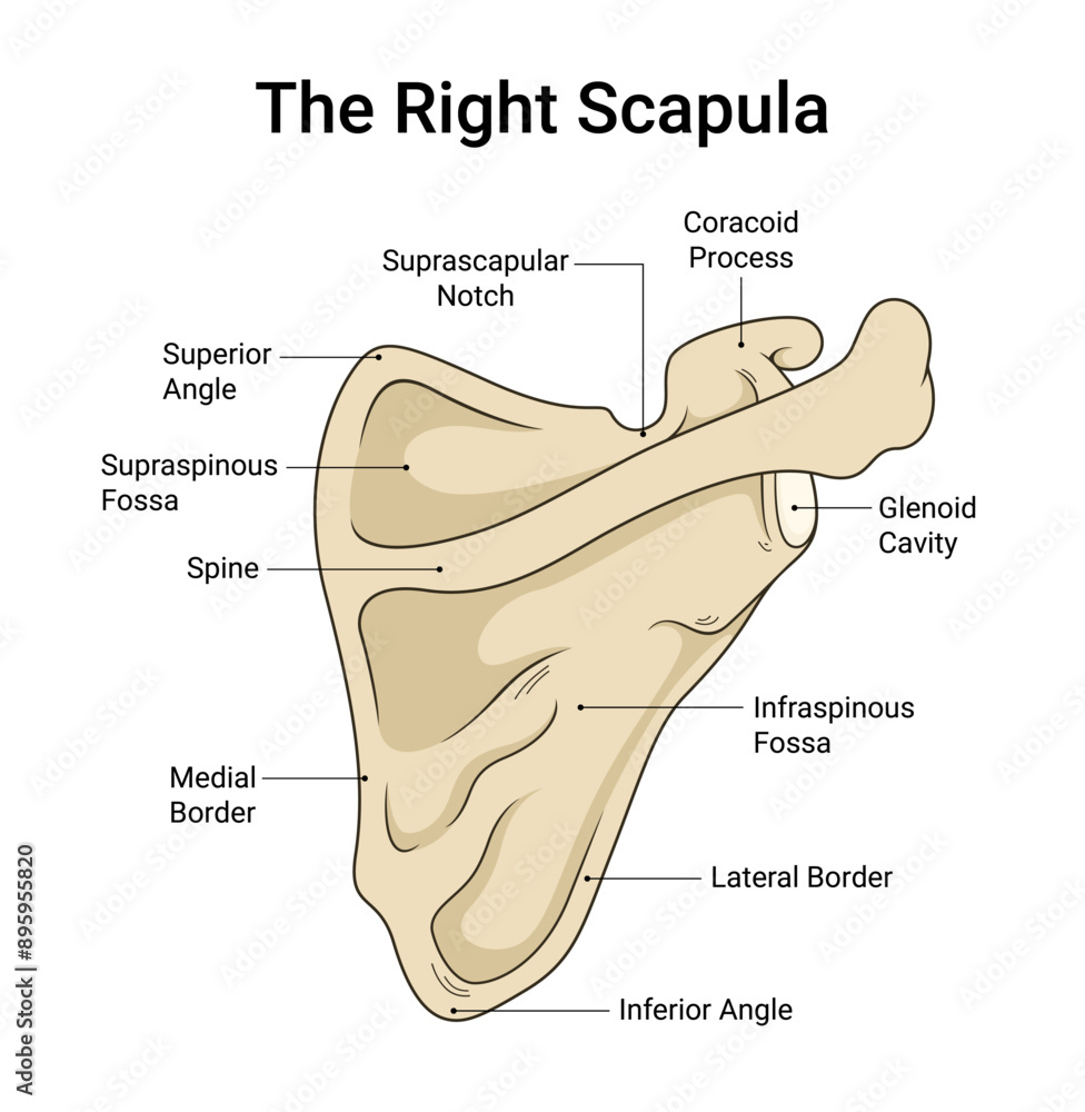 Anatomical Diagram of Right Scapula Stock Vector | Adobe Stock