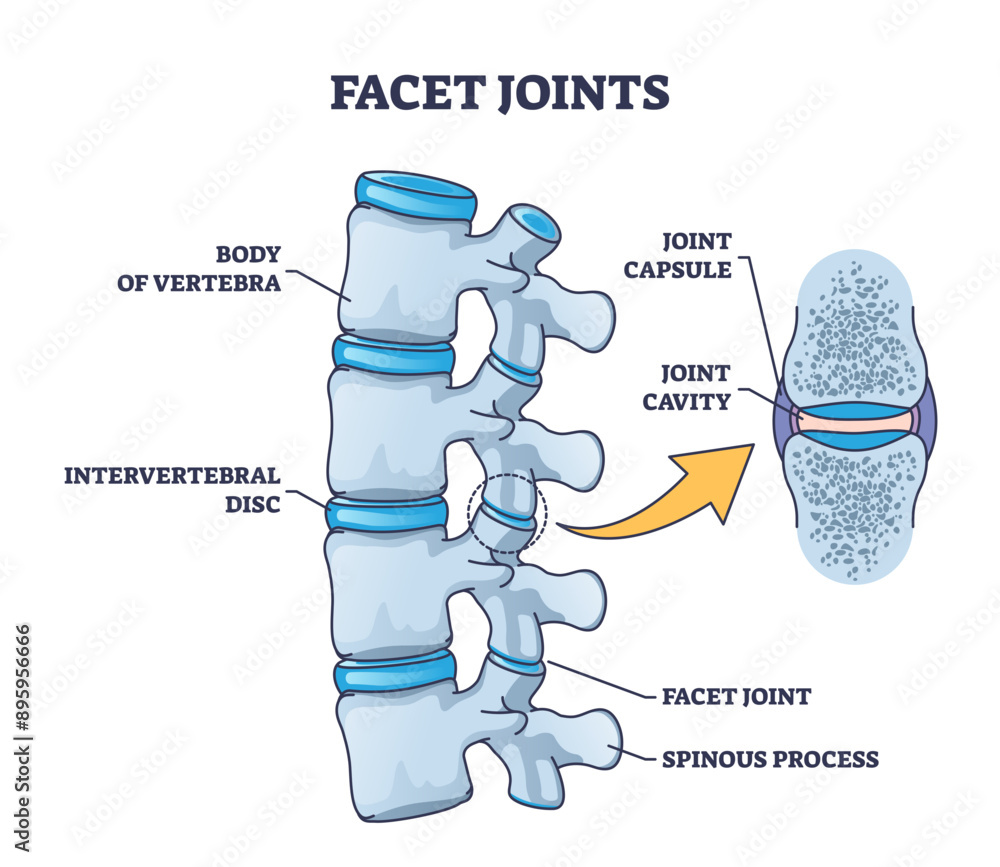 Facet joints anatomy with bone capsule and cavity closeup outline ...