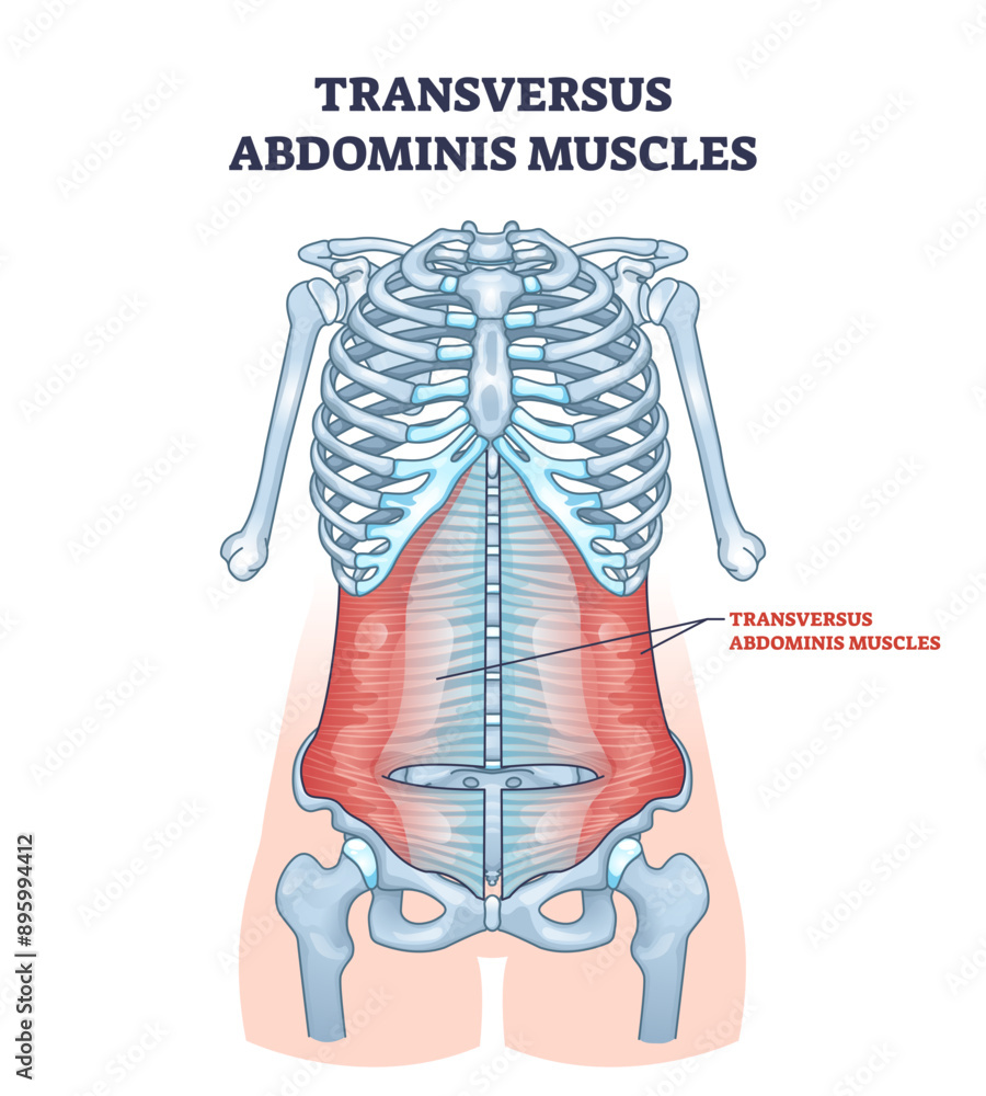 Transversus abdominis muscles in abdominal muscular system outline ...