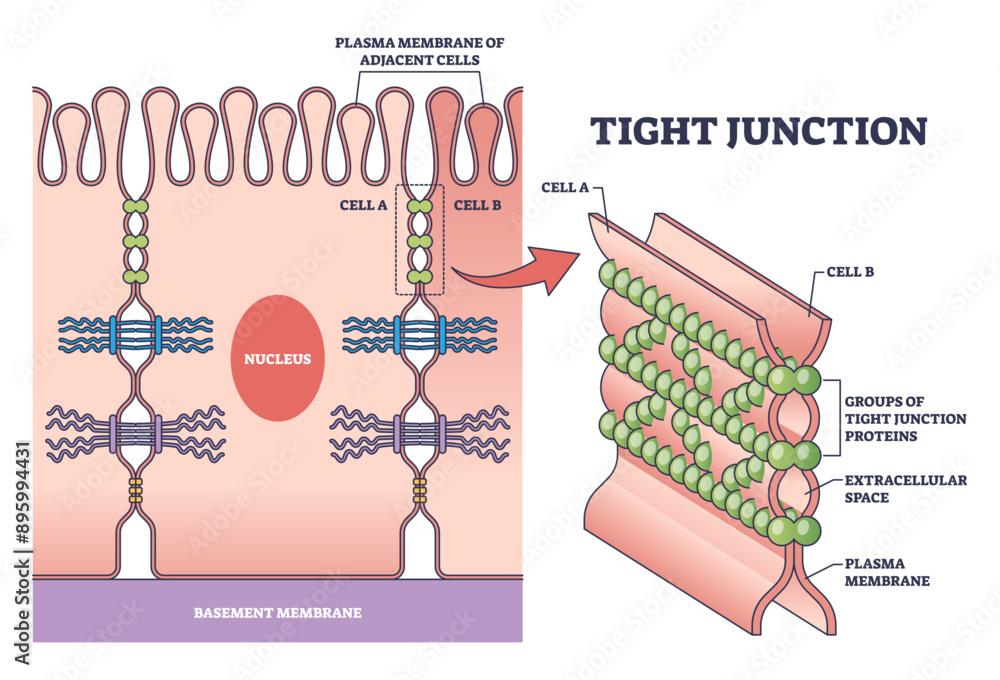 Tight junction as intercellular barrier between epithelial cells ...