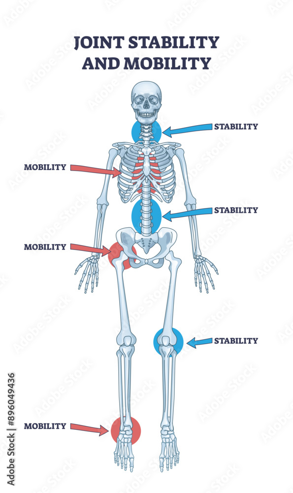 Joint stability or body mobility skeletal bone division outline diagram ...
