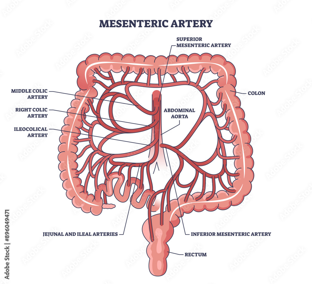 Mesenteric artery anatomy and abdominal aorta location outline diagram ...