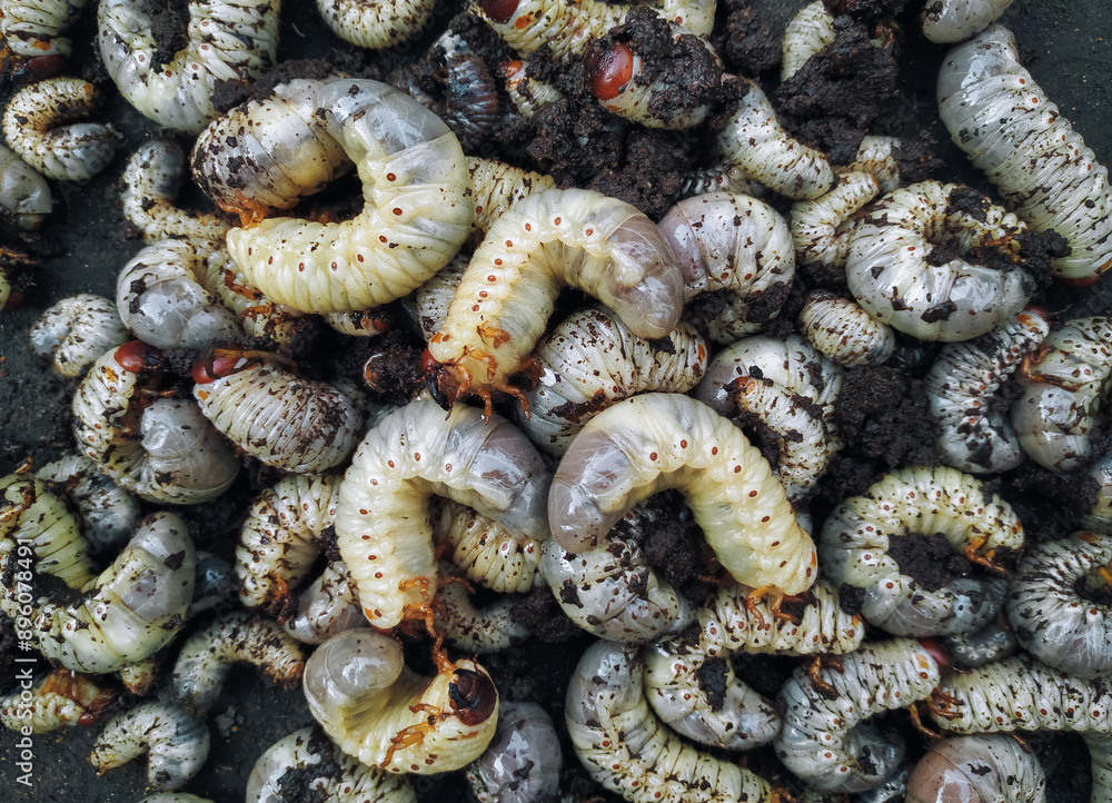 Many white larvae of the cockchafer lie on the black earth close up ...
