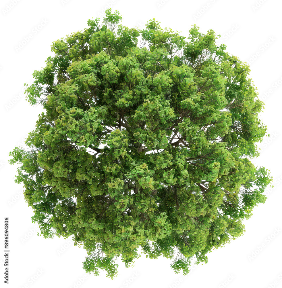 PNG Lush green tree top view Stock Photo | Adobe Stock
