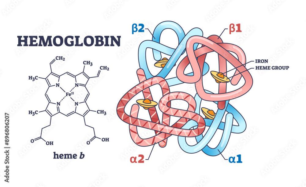 Hemoglobin chemical structure with polypeptide chain and heme group ...