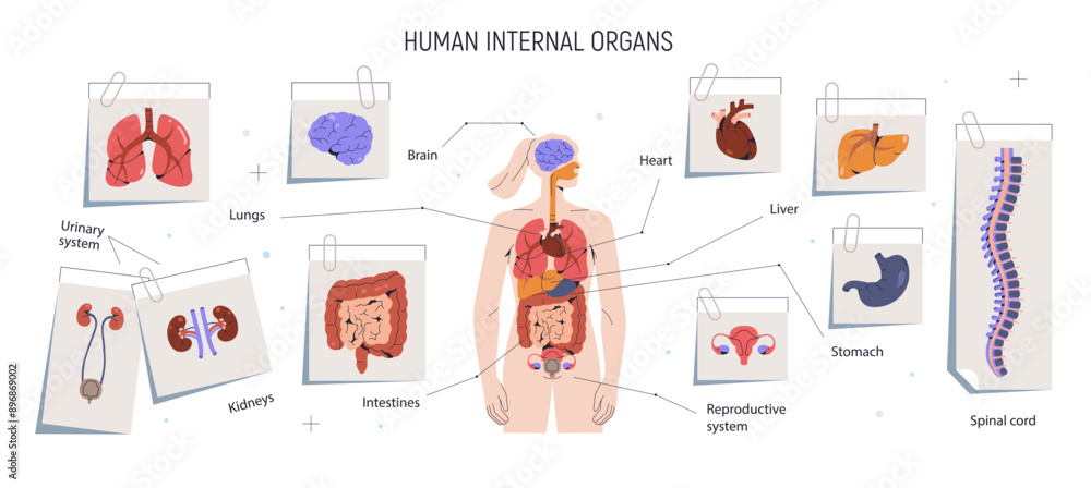 Human anatomy, body parts, internal organs infographic. Female ...