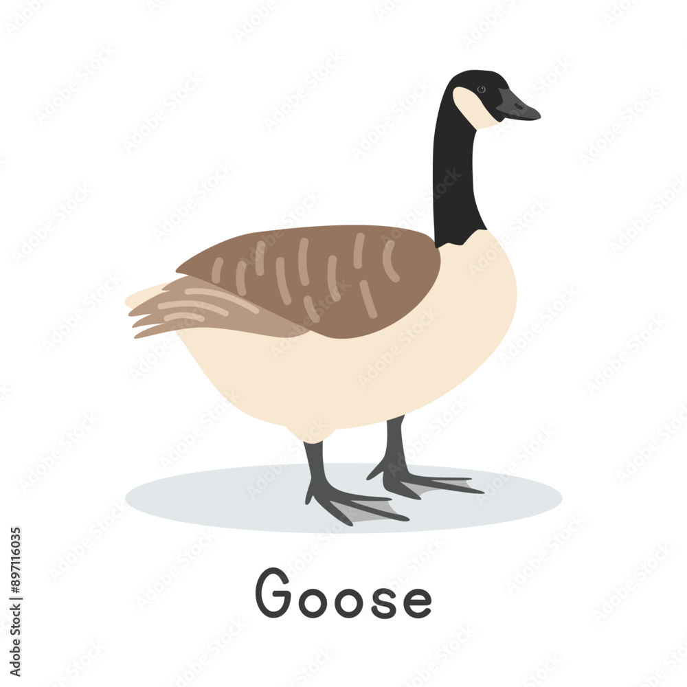 Goose vector illustration. Cute Canada goose cartoon clipart, animal in ...
